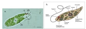 Microscopy, Cellular Structure & Function, and Body Tissues – WPUNJ ...