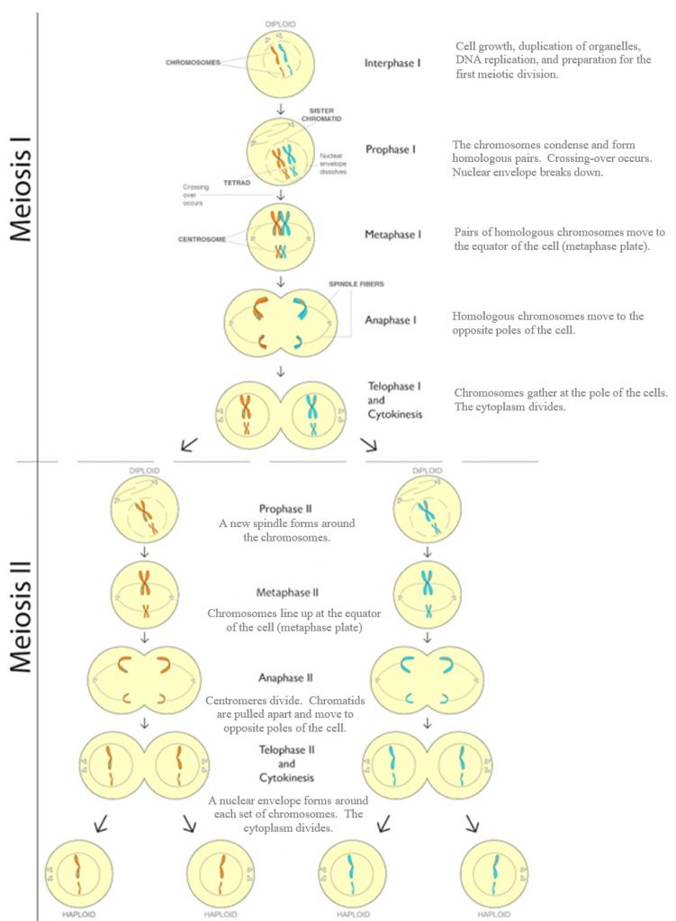 Cell Reproduction – WPUNJ Human Biology Lab Manual
