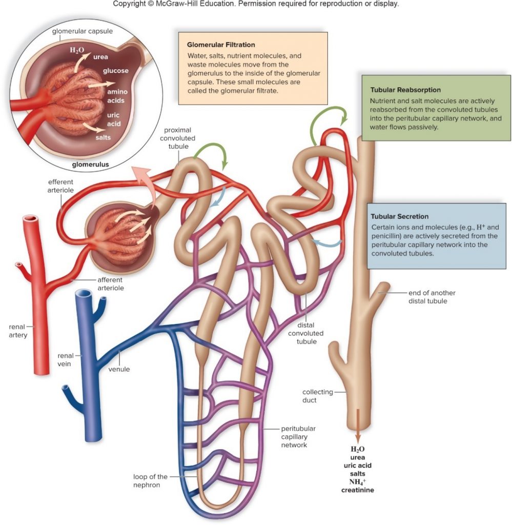 Urinary System – WPUNJ Human Biology Lab Manual