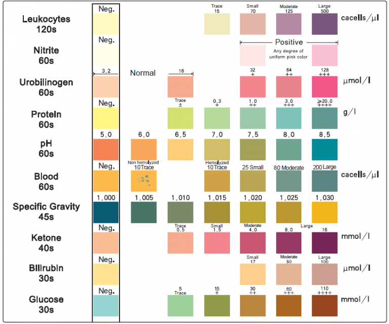Urinary System – WPUNJ Human Biology Lab Manual
