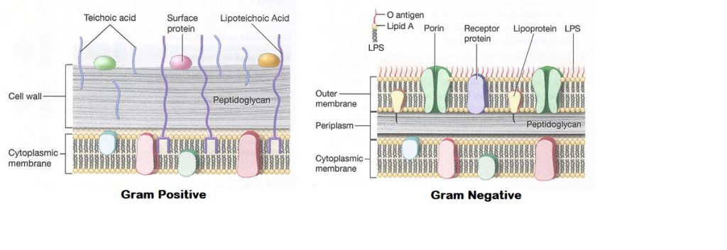 Gram Stain – WPUNJ Microbiology Laboratory Manual