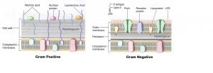 Gram Stain – WPUNJ Microbiology Laboratory Manual