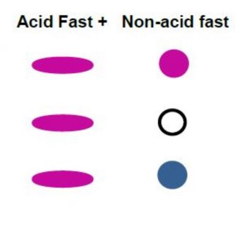 Acid Fast Stain – WPUNJ Microbiology Laboratory Manual