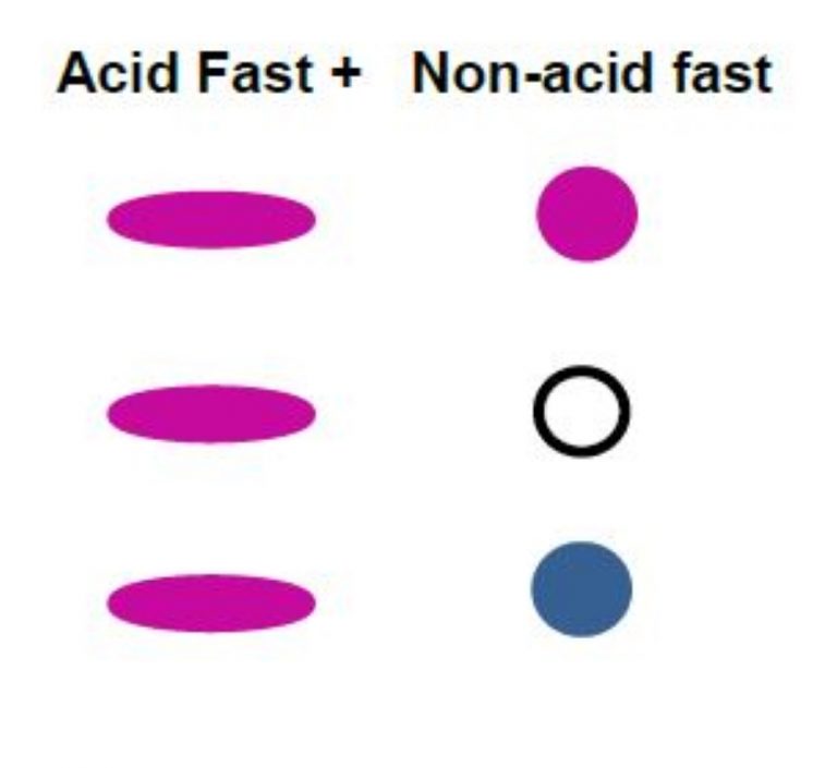 Acid Fast Stain – WPUNJ Microbiology Laboratory Manual
