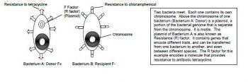 Bacterial Conjugation – WPUNJ Microbiology Laboratory Manual