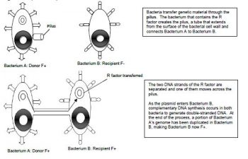 Bacterial Conjugation – WPUNJ Microbiology Laboratory Manual