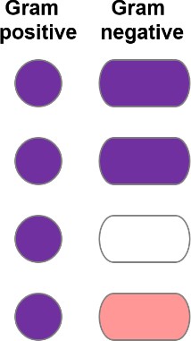 Gram Stain – WPUNJ Microbiology Laboratory Manual