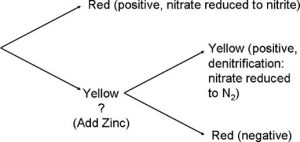 Metabolic Activities B: Physiological Characteristics Results ...