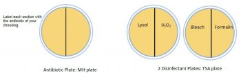 Antimicrobial Sensitivity Testing: Kirby Bauer Disk of Diffusion Method ...